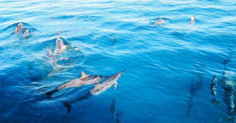 Oahu Dolphin Watch, Turtle Snorkel, Waterslide Activities - Water Fun and Amenities