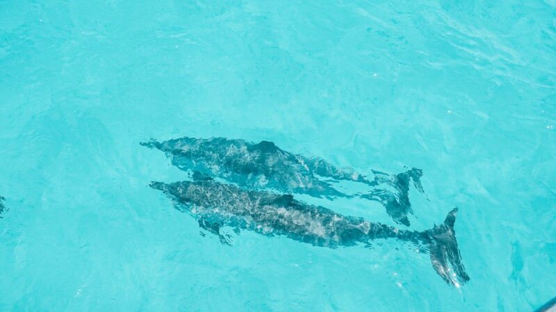 Oahu Dolphin Watch, Turtle Snorkel, Waterslide Activities - The Sum Up