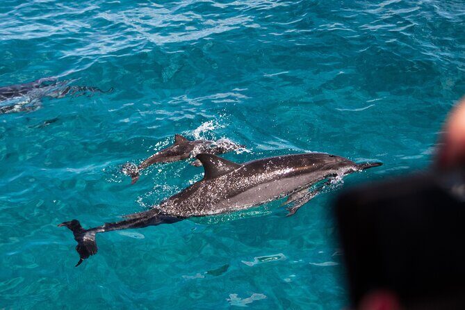 Oahu Dolphin Watch with Turtle Snorkel & Water Slide - Key Points