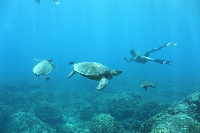 Oahu: Dolphin Watching & Turtle Snorkeling with Waterslide - Source