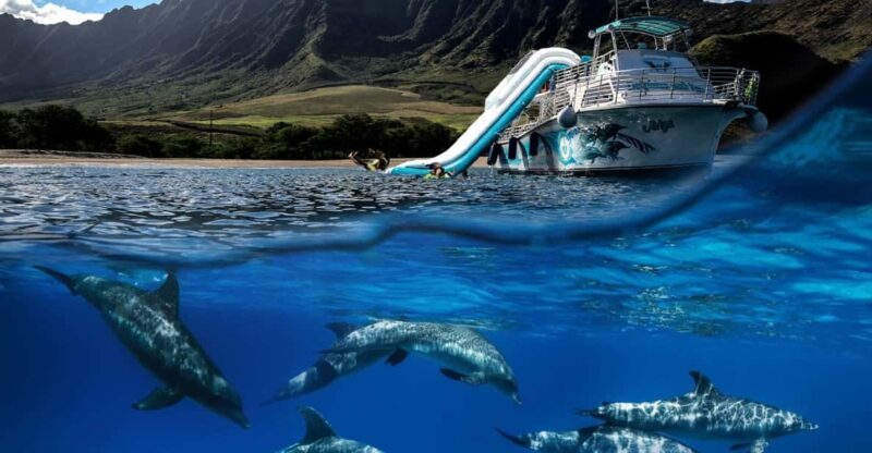 Oahu: Dolphin Watching & Turtle Snorkeling with Waterslide - The Itinerary in Detail