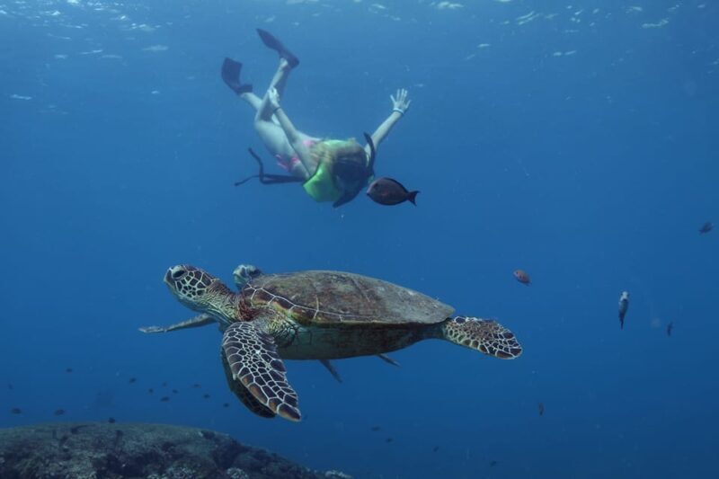 Oahu: Dolphin Watching & Turtle Snorkeling with Waterslide - The Sum Up