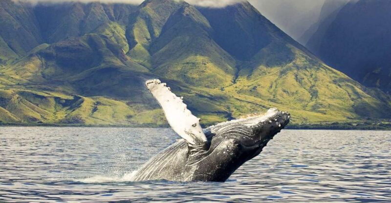 Oahu: Eco-Friendly West Coast Whale Watching Cruise - Oahu: Eco-Friendly West Coast Whale Watching Cruise — A Deep Dive Into Hawaii’s Marine Marvels
