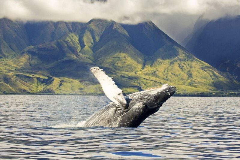 Oahu: Eco-Friendly West Coast Whale Watching Cruise - Value for Money