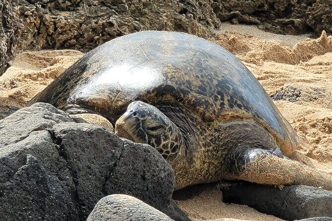 Oahu Fun Circle Island Tour With Pickup - What the Reviews Say: Authentic Perspectives
