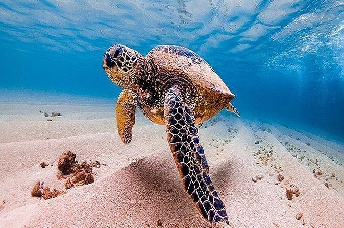 Oahu Grand Circle Island Tour Departing from Waikiki - Final Thoughts