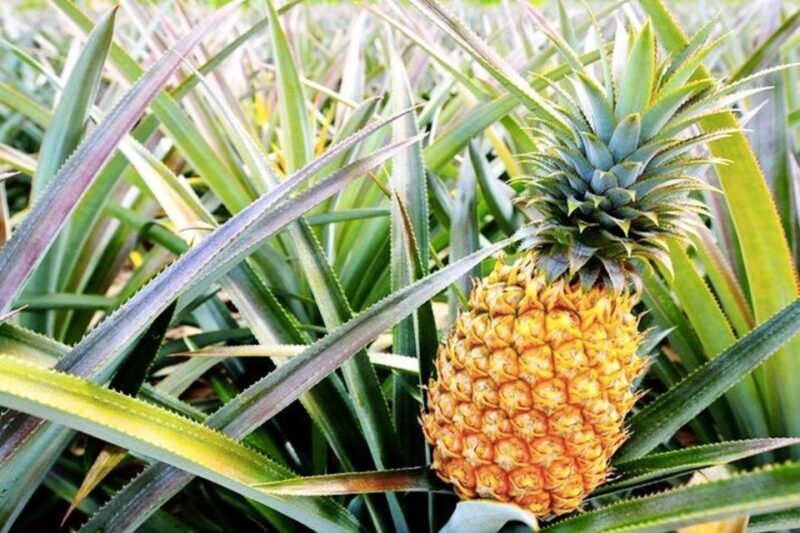 Oahu: Guided Tour of North Shore and Waimea Botanical Garden - What Makes This Tour Stand Out?
