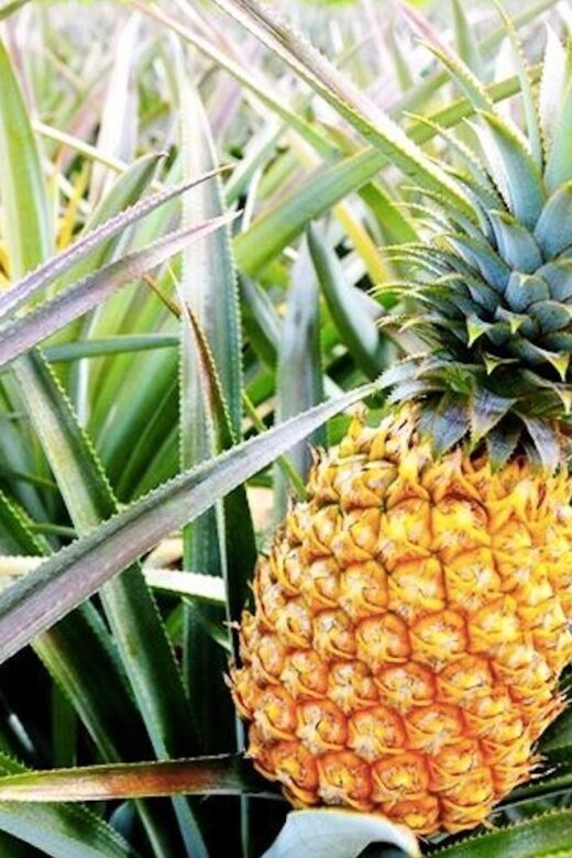 Oahu: Guided Tour of North Shore and Waimea Botanical Garden - The Sum Up