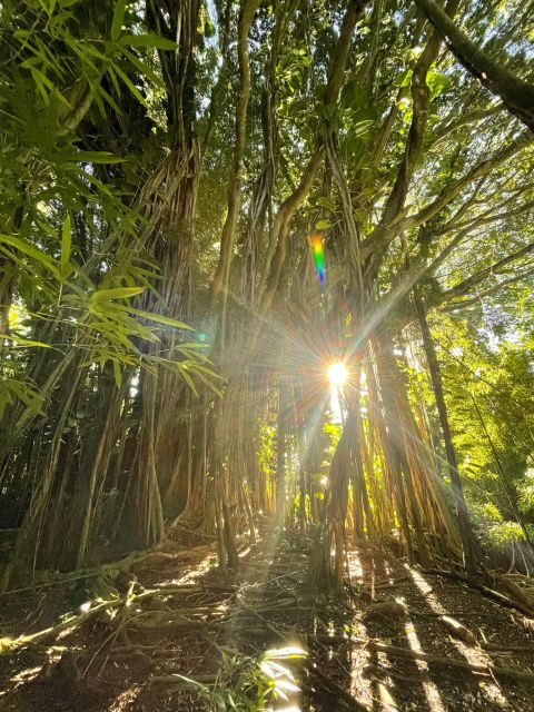 Oahu: Hidden Hawaii Waterfall Hike and Beach Tour - Why Travelers Rave About This Tour