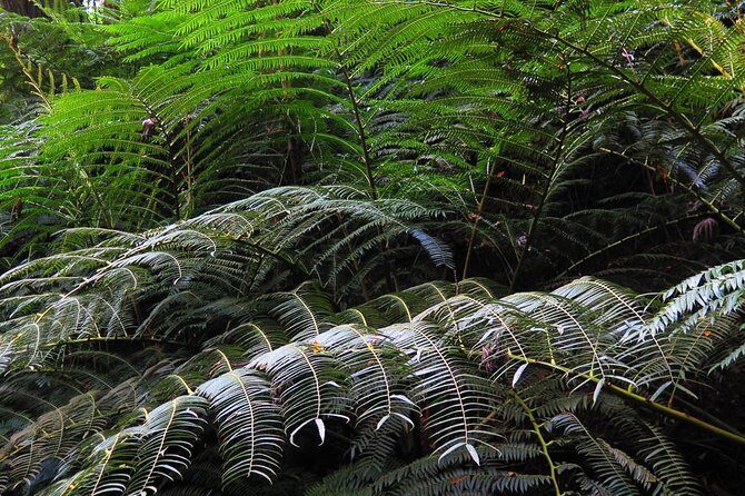 Oahu Hidden Waterfall Hike: A Tropical Paradise Adventure - Key Points