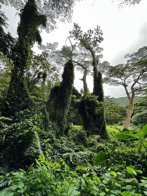Oahu: Highlights of Oahu Small Group Tour - Cultural Sites and Local Flavors