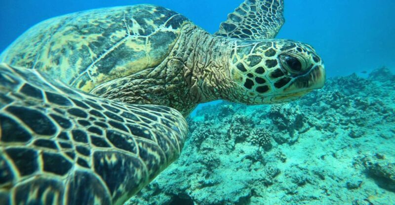 Oahu: Honolulu Turtle Canyon Snorkeling Tour - Why Choose the Honolulu Turtle Canyon Snorkeling Tour?