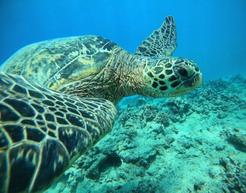 Oahu: Honolulu Turtle Canyon Snorkeling Tour - What Makes This Tour Stand Out?