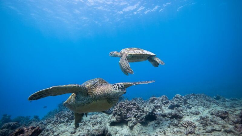 Oahu: Honolulu Turtle Canyon Snorkeling Tour - Practical Tips for Your Tour