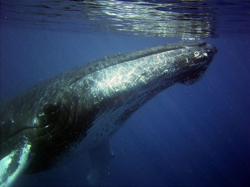 Oahu: Honolulu Whale Watching Cruise - Experience the Magic of Whale Watching Off Waikiki