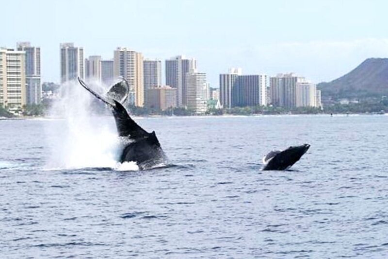 Oahu: Honolulu Whale Watching Cruise - Key Points
