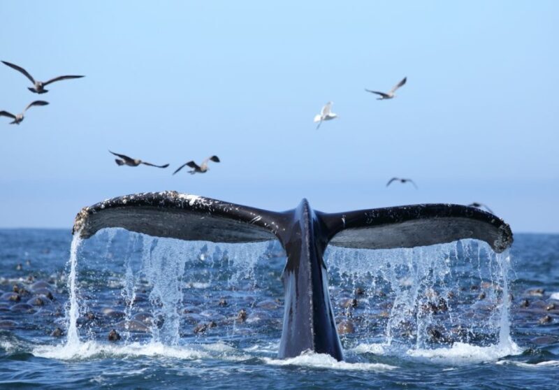 Oahu: Honolulu Whale Watching Cruise - The Itinerary: What to Expect