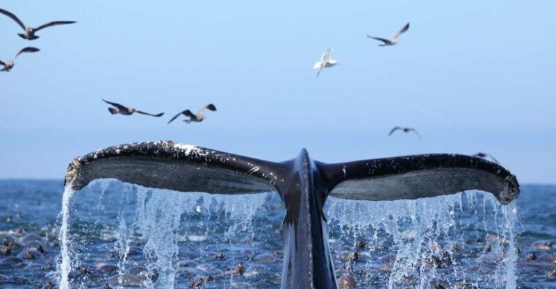 Oahu: Honolulu Whale Watching Cruise - Pricing and Value