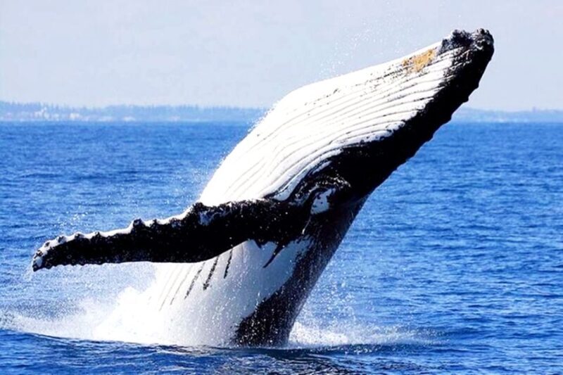 Oahu: Honolulu Whale Watching Cruise - FAQ: Your Practical Questions Answered