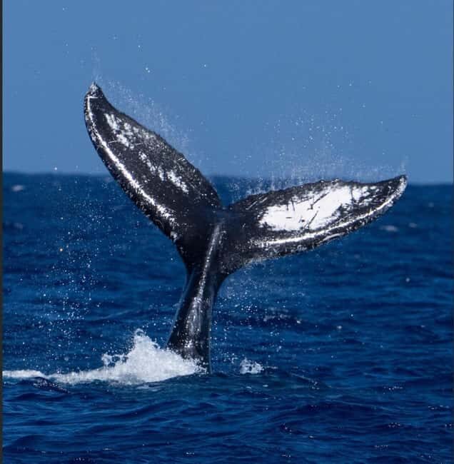 Oahu: Humpback Whale Watching Tour - Photography Opportunities and Practical Tips