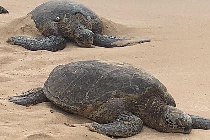 Oahu Island Highlights in Small Group | 30 Spots | ~10 Stops - FAQ