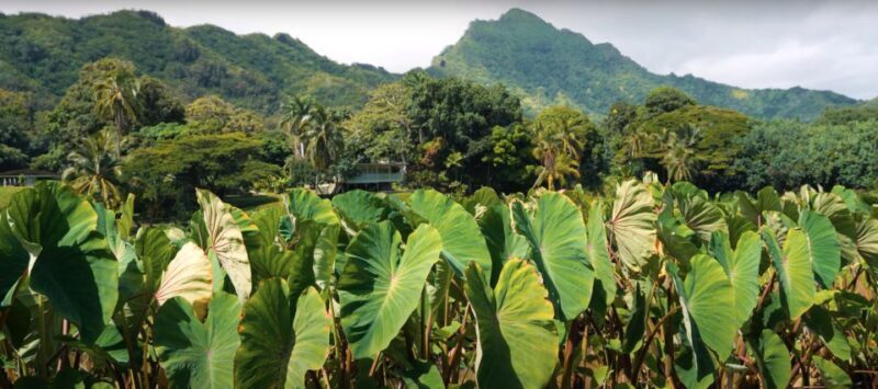 Oahu: Kualoa Farm and Secret Island Tour by Trolley - What you’ll see and do