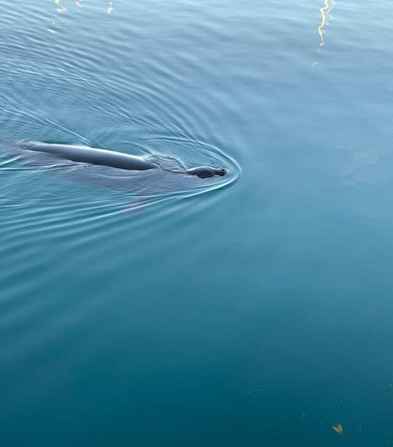 Oahu: Luxury Day Sailboat Charter - Oahu: Luxury Day Sailboat Charter — An Authentic and Luxurious Way to See Hawaii
