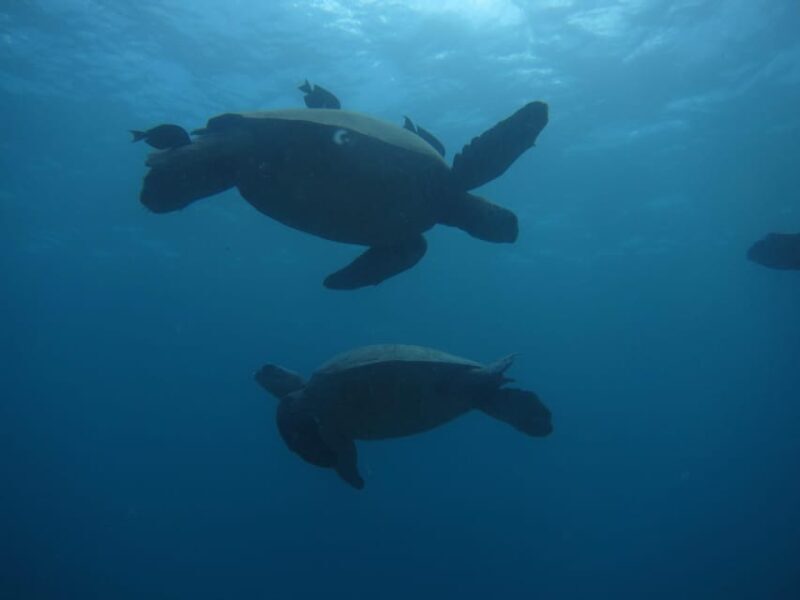 Oahu: Luxury Day Sailboat Charter - Key Points