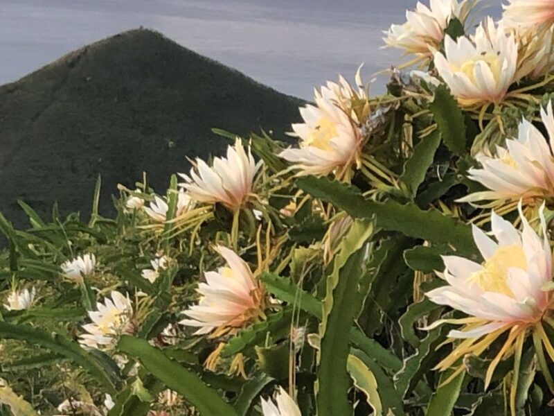 Oahu: Manoa Falls Hike and east side beach day - Who Should Consider This Tour?