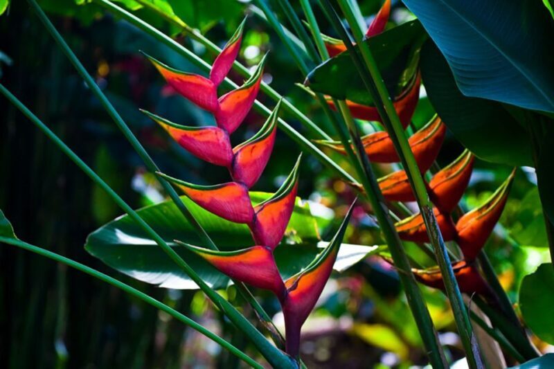 Oahu: Manoa Falls Waterfall Hike with Lunch and Transfers - Who Should Consider This Tour?