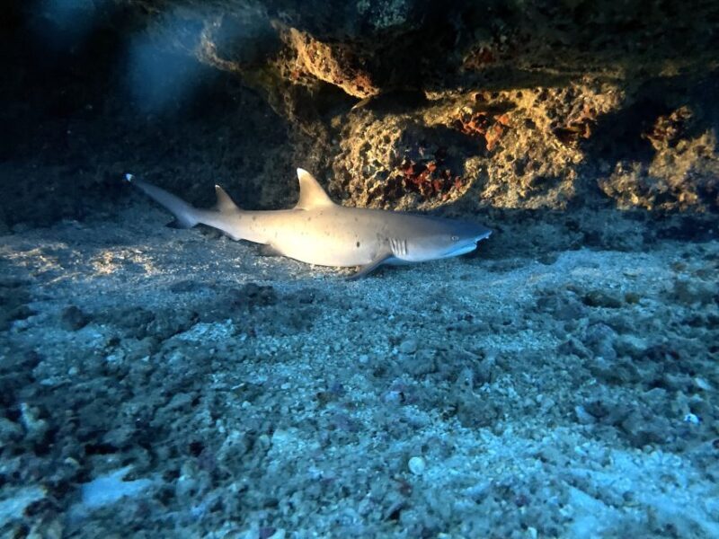 Oahu Night Dive: Adventure for Certified Divers - An In-Depth Look at the Oahu Night Dive Experience