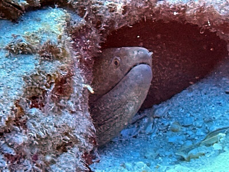 Oahu Night Dive: Adventure for Certified Divers - Who Should Consider This Tour?