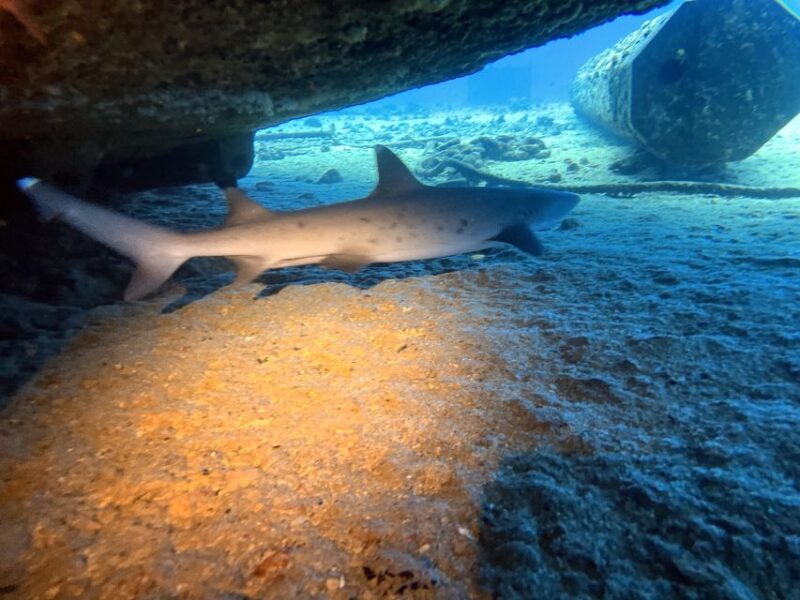 Oahu Night Dive: Adventure for Certified Divers - Final Thoughts: Is the Oahu Night Dive Worth It?