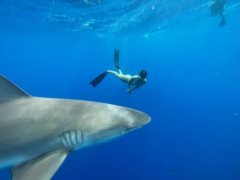 Oahu: North Shore Cageless Shark Snorkeling Tour - An Authentic North Shore Adventure with a Unique Twist