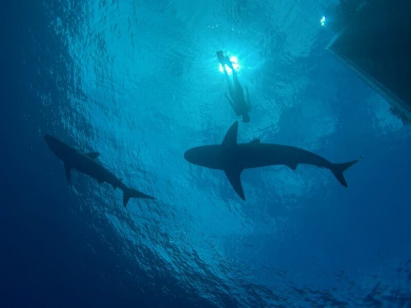 Oahu: North Shore Cageless Shark Snorkeling Tour - Authentic Experiences and Overall Value