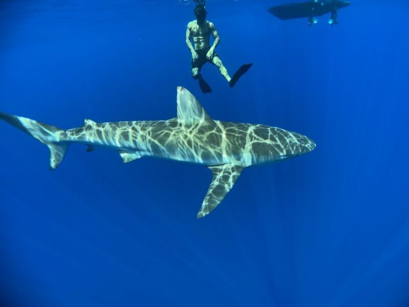 Oahu: North Shore Cageless Shark Snorkeling Tour - FAQ