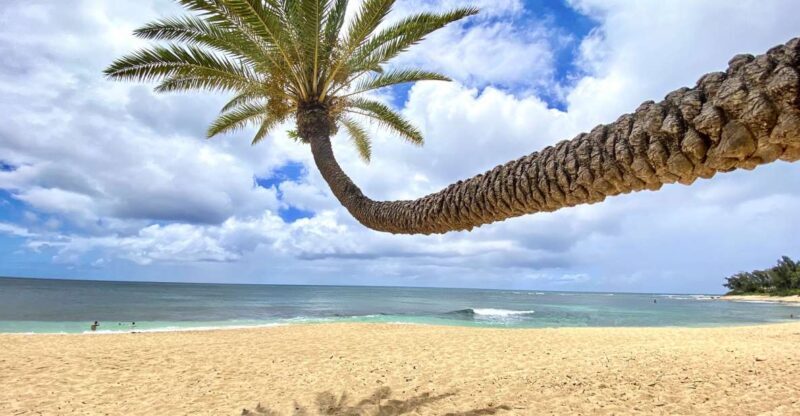 Oahu: North Shore Experience and Dole Plantation - Transport, Group Size, and Overall Value
