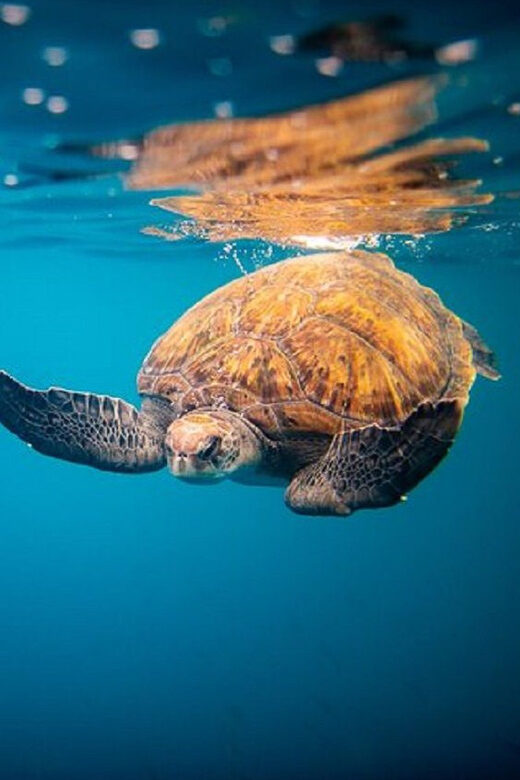 Oahu: North Shore Snorkeling Tour from Haleiwa - A Close Look at the Tour Experience
