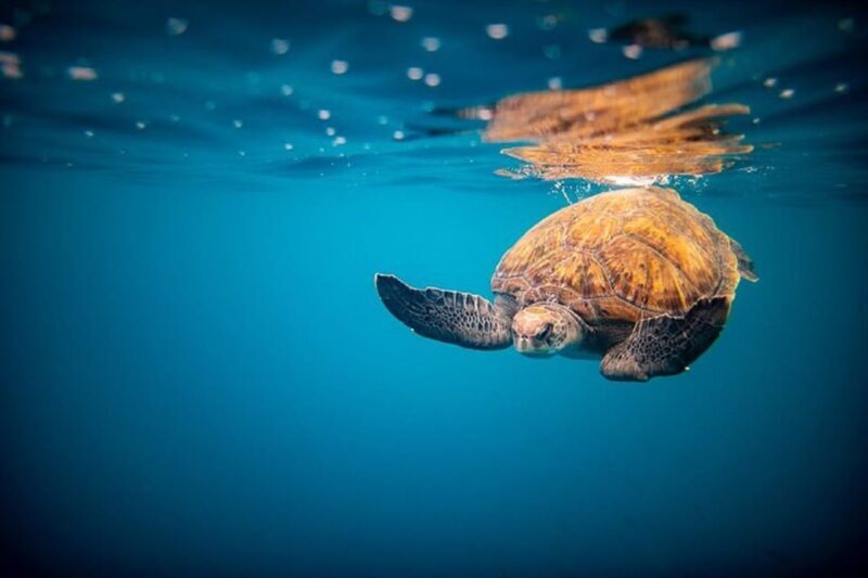 Oahu: North Shore Snorkeling Tour from Haleiwa - Who Would Love This Tour?