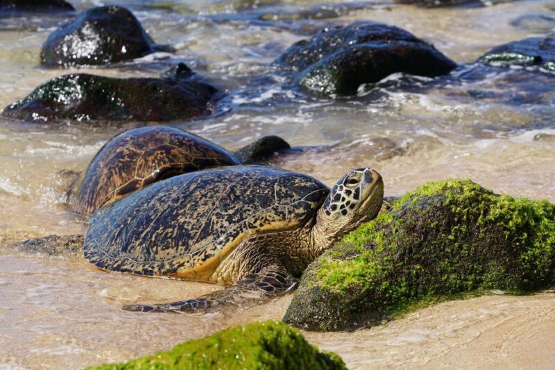 Oahu: North Shore Waterfall Swim - Itinerary and Highlights
