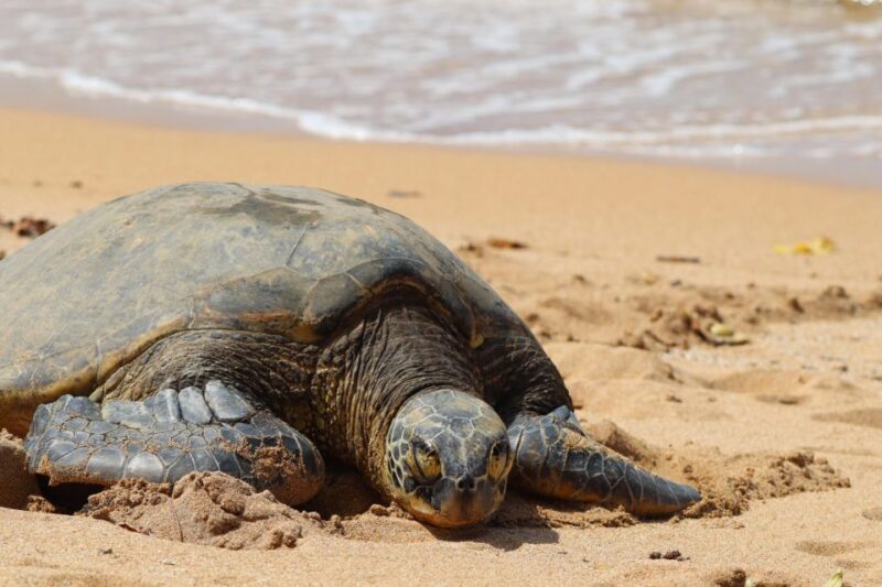 Oahu: Oahu Ultimate Grand Circle Island Tour - What to Expect on the Oahu Ultimate Grand Circle Island Tour