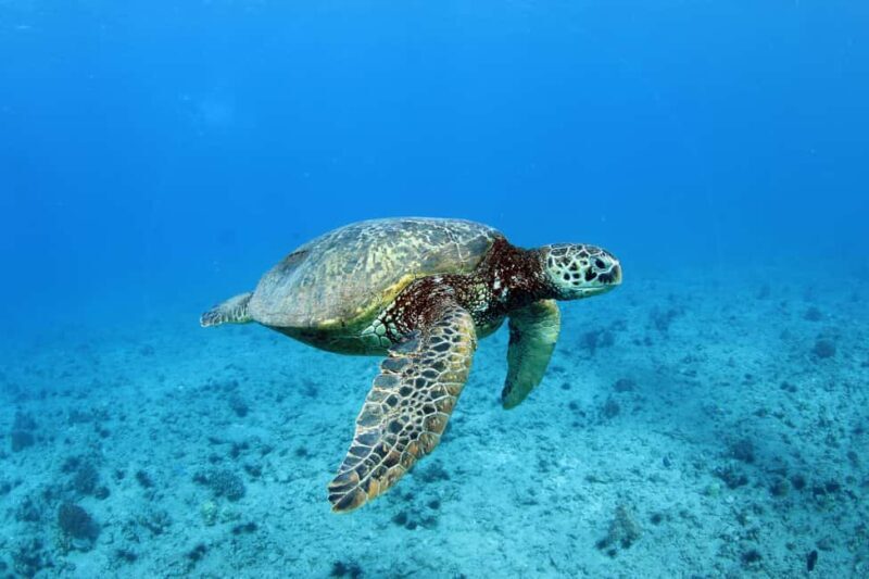 Oahu: Off road Stand-Up ATV and Sunset Snorkel Cruise - Authenticity and Value