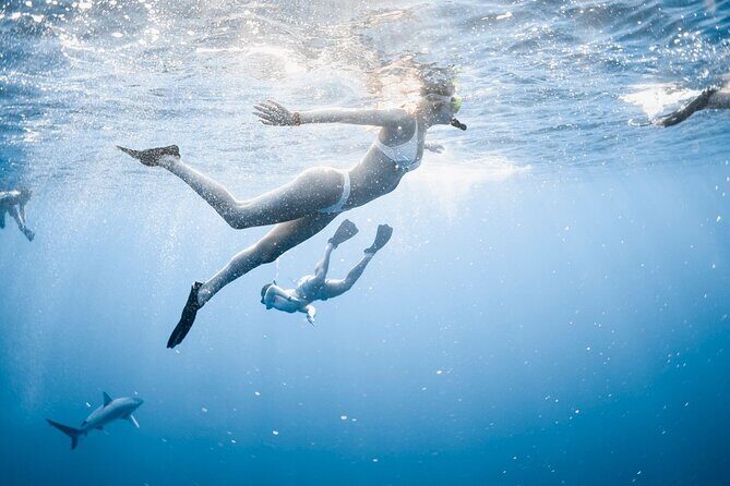 Oahu Open Water Shark Diving Experience - What Is the Oahu Open Water Shark Diving Experience?
