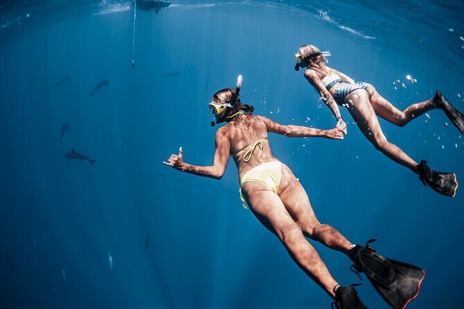 Oahu Open Water Shark Diving Experience - Authentic Encounters that Stick with You