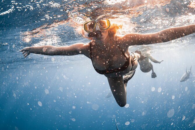 Oahu Open Water Shark Diving Experience - Pricing and Value