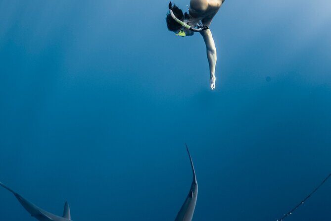 Oahu Open Water Shark Diving Experience - Detailed Breakdown of the Experience