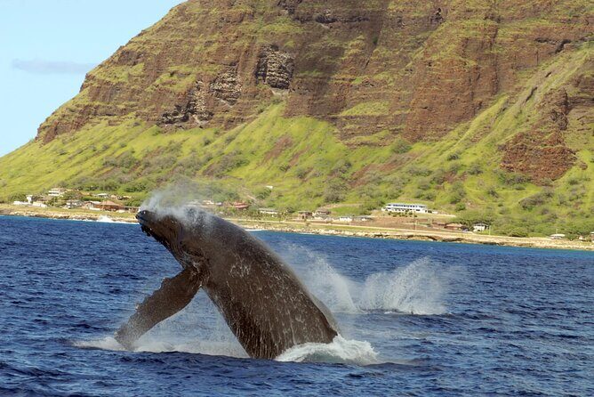 Oahu Private Sunset Snorkel and Dolphin Watch with Hot Buffet - Analyzing the Value and Practical Considerations