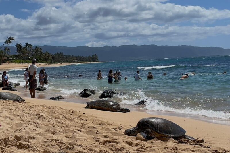 Oahu: Private Tour-North Shore feat. Waimea Falls - Authentic Testimonials and Practical Insights