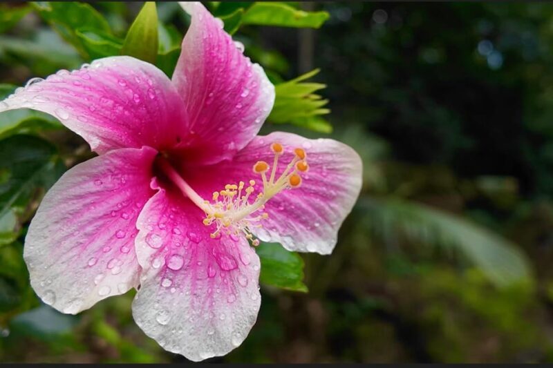 Oahu: Private Tour-North Shore feat. Waimea Falls - Key Points