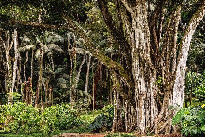Oahu Private Tour North Shore, Waimea Falls and Dole Plantation - The Value of This Tour